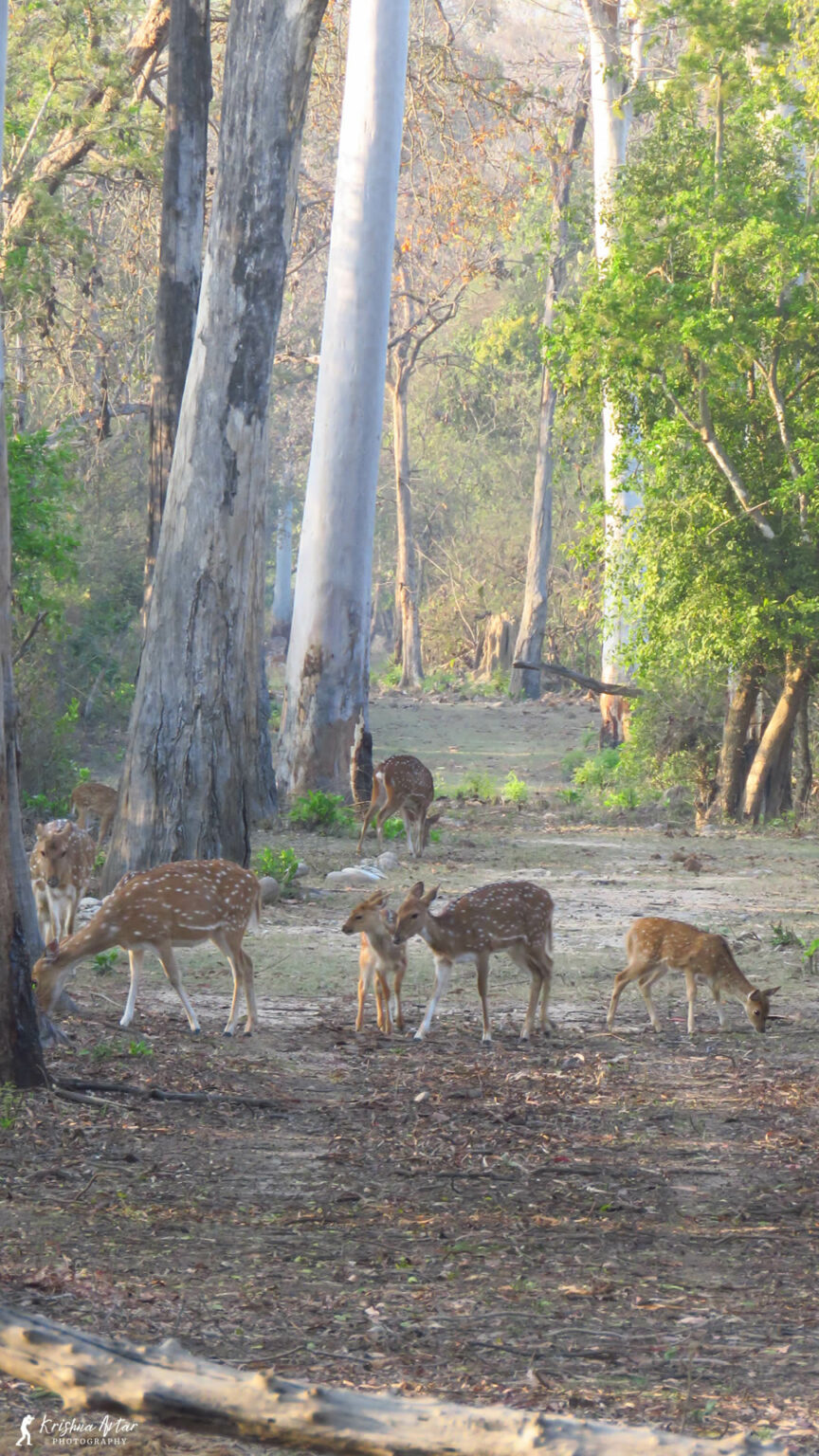 Phato Jungle Safari Corbett Tiger Reserve | Kalagarh Tiger Reserve